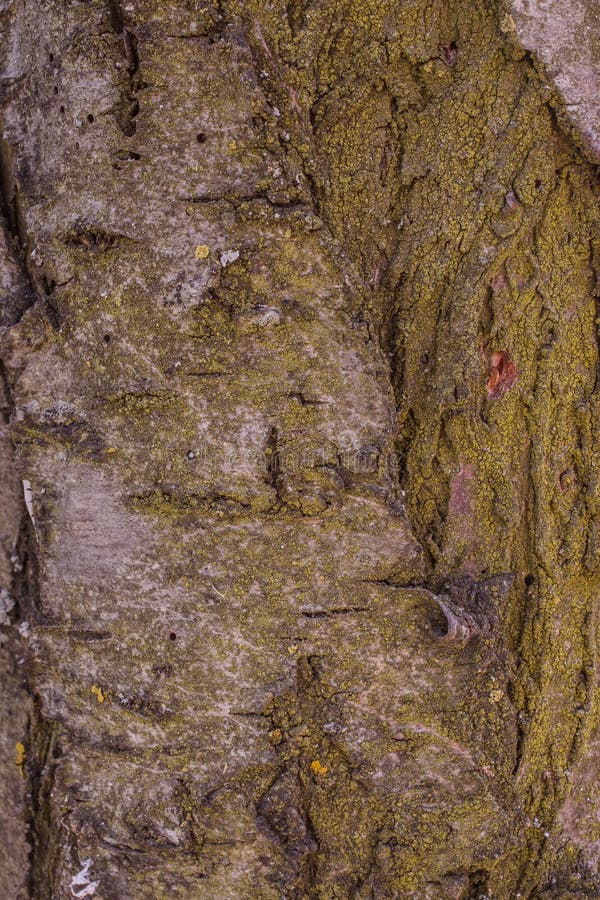 Cherry tree bark stock photo. Image of green, texture - 55422974