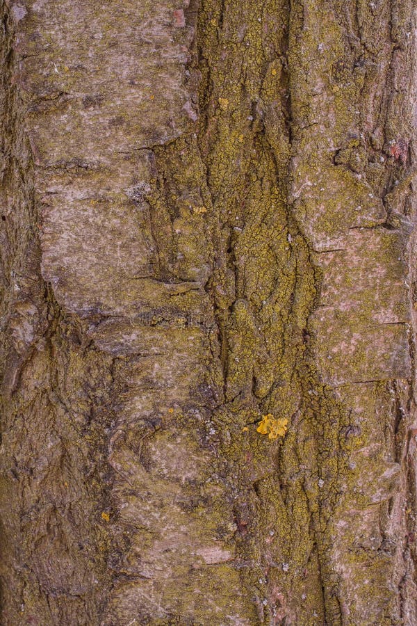 Cherry tree bark stock image. Image of background, bark - 55423261