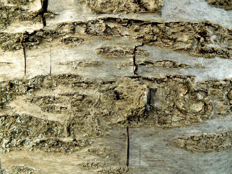 Cherry tree bark texture stock photo. Image of pattern - 66415666