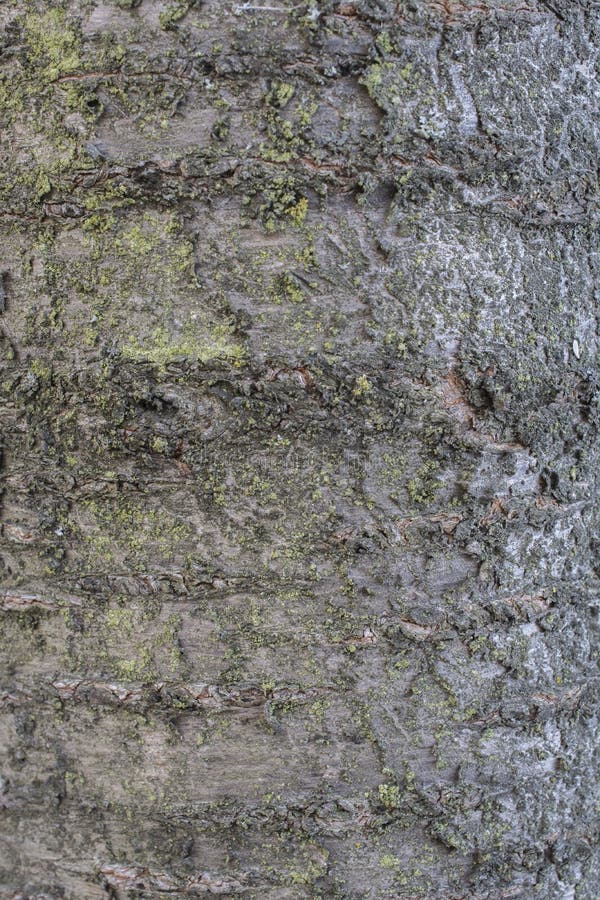 Cherry tree bark stock photo. Image of nature, texture - 51419936