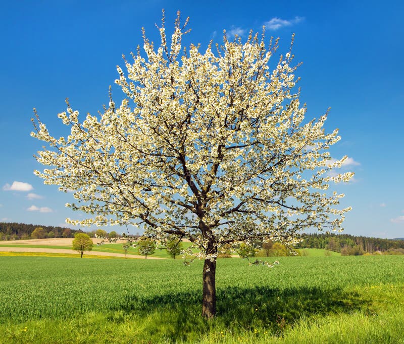 Cherry Tree Beautiful Flowering Tree Prunus Cerasus Stock Image - Image ...