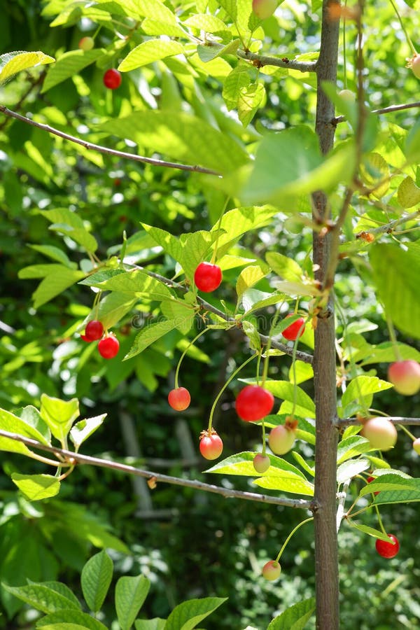 Cherry Tree Berries. Ermenek, Karaman, Turkey Stock Photo - Image of ...