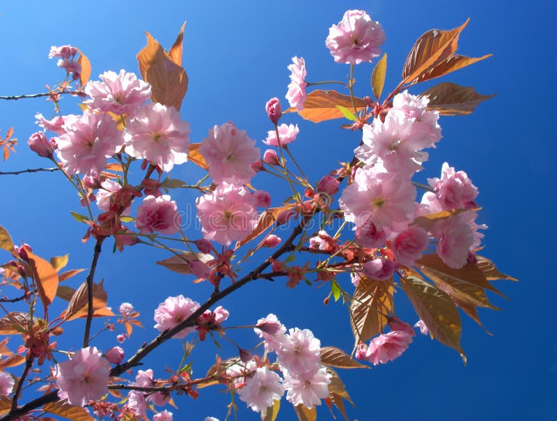 May Tree in Bloom stock image. Image of bloom, green - 138817835