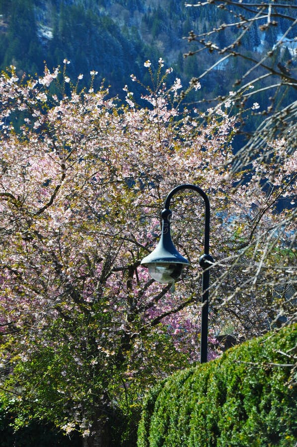 148 Hello March April Blooming Cherry Tree Stock Photos - Free ...