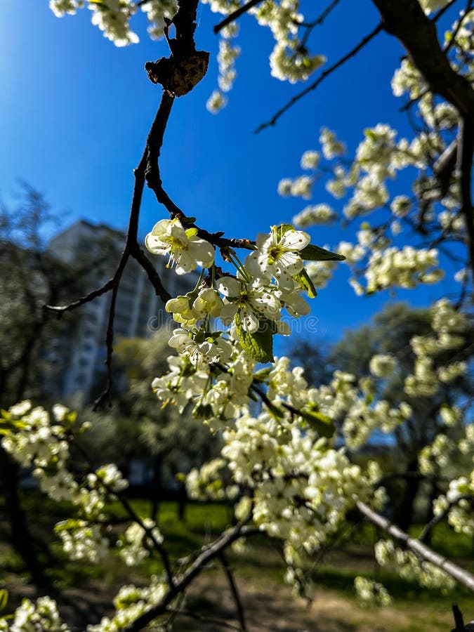 Cherry Tree in Bloom. Spring Blossom of Tree Stock Photo - Image of ...
