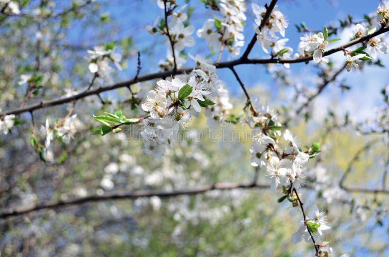 Cherry Tree Blooming in April Stock Image - Image of bright, apple ...
