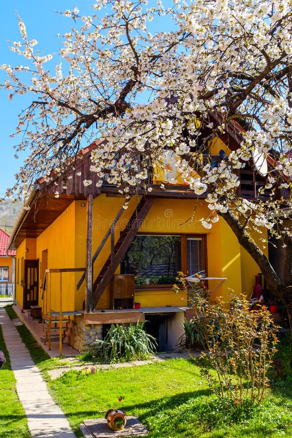 Gemel Tree Stock Photos - Free & Royalty-Free Stock Photos from Dreamstime