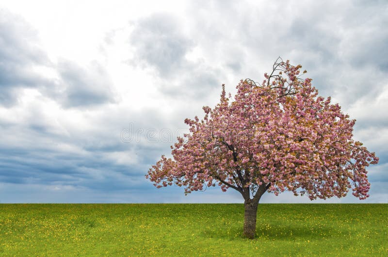 Cherry tree stock photo. Image of field, blooming, stormy - 71168082