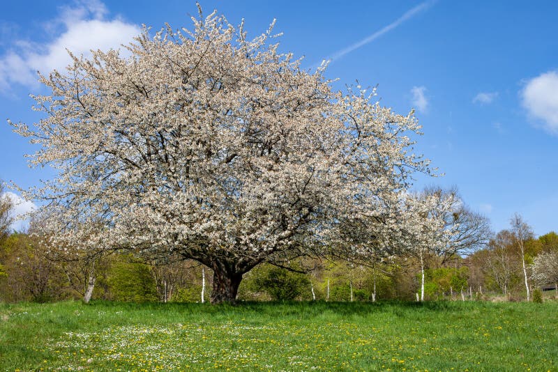 A Cherry Tree Blooms on a Green Meadow Stock Photo - Image of beauty ...
