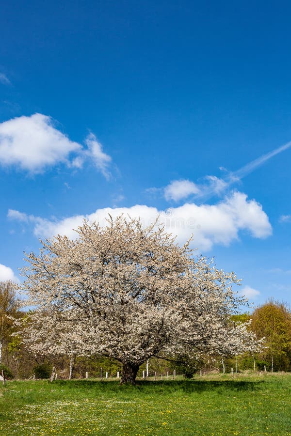 A Cherry Tree Blooms on a Green Meadow Stock Image - Image of europe ...