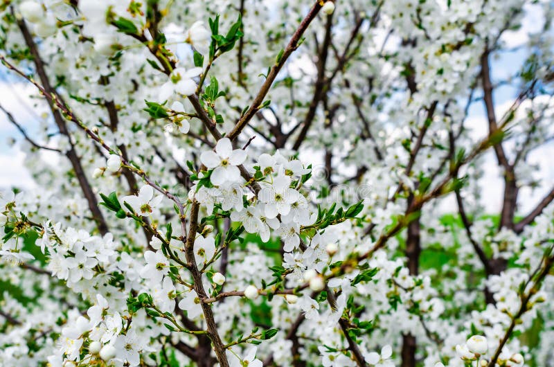 Cherry Tree Blooms. White Flowers on Branches in Spring Stock Photo ...