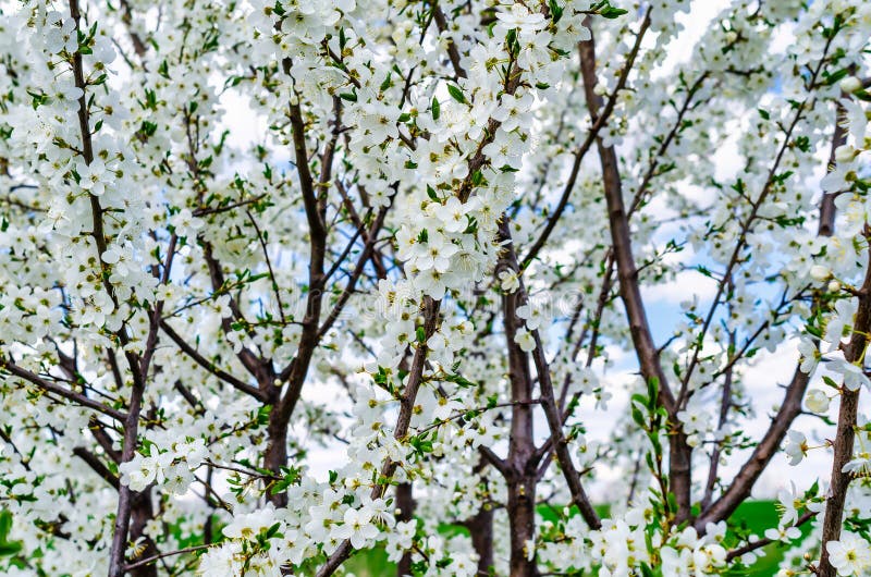 Cherry Tree Blooms. White Flowers on Branches in Spring Stock Photo ...