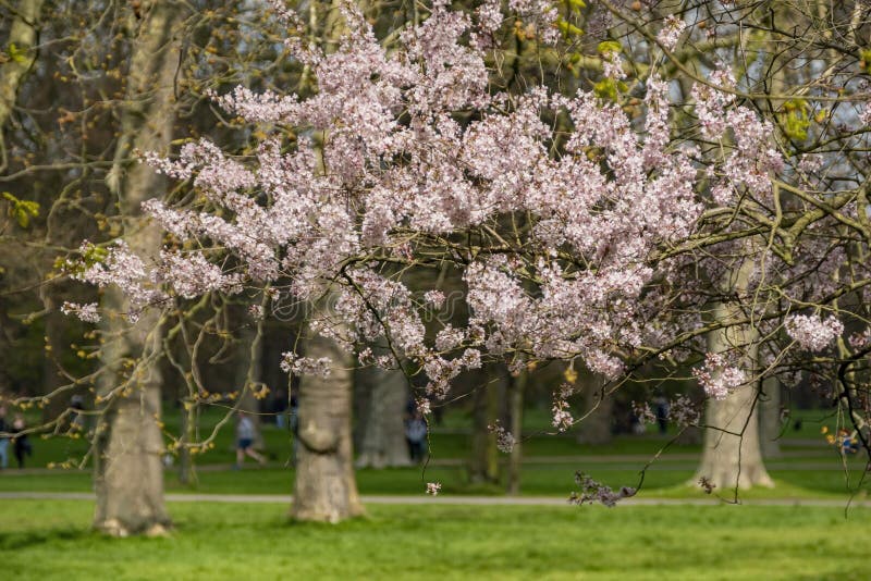 Cherry Tree Blossm in the Hyde Park Stock Image - Image of blossom ...