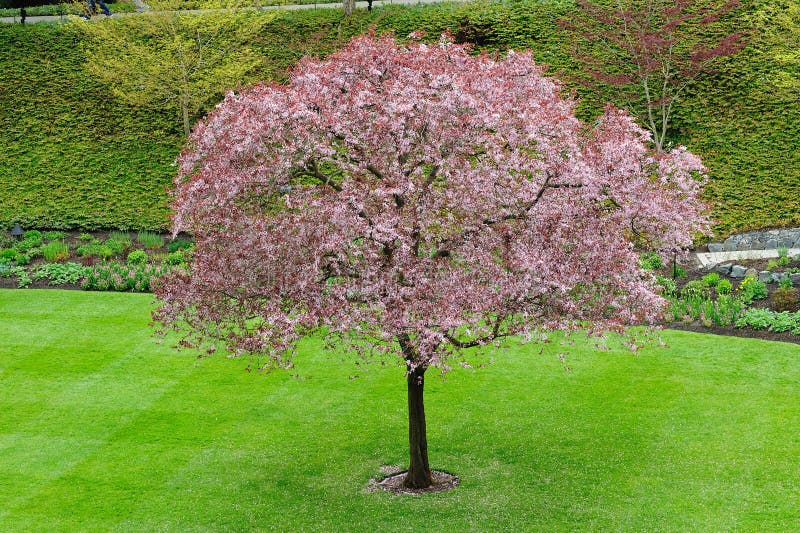 473 Red Cherry Canada Touch Color Stock Photos - Free & Royalty-Free ...