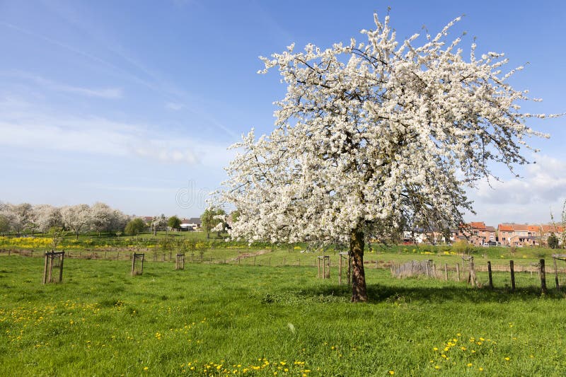 Cherry Tree in Blossom, Haspengouw, Belgium Stock Photo - Image of ...