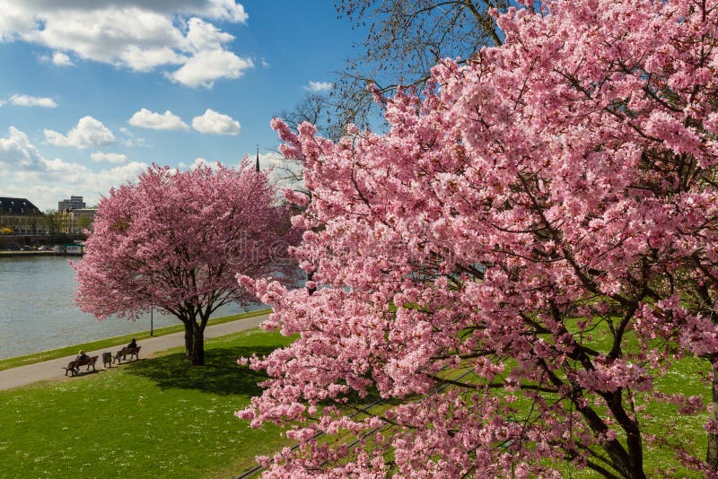 Cherry Tree Blossom at the Main River Stock Photo - Image of tree, main ...