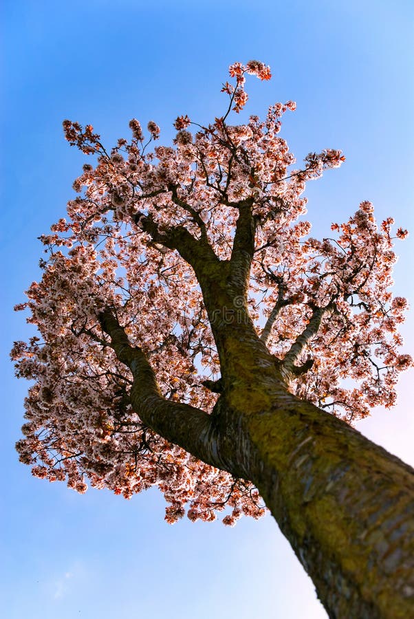 Cherry Tree Blossom Single Tree Low View Angle Stock Photo - Image of ...