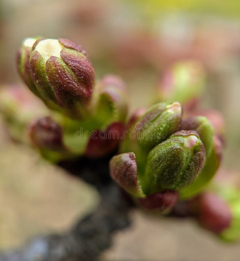 Blossoming spring stock image. Image of face, pure, beautiful - 6059623