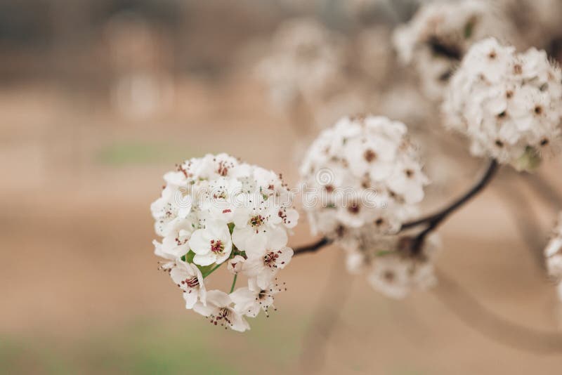 Cherry Tree Blossoms on a Branch in Spring Stock Photo - Image of copy ...