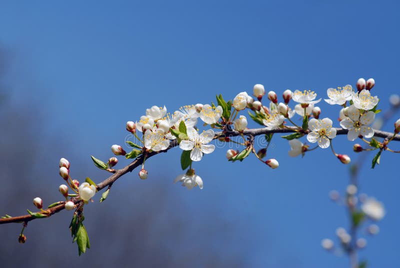 Cherry Blossom stock image. Image of spring, blue, tree - 14964783