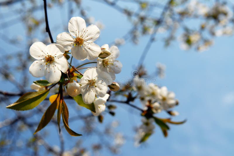 Cherry tree branch stock image. Image of delicate, close - 12624893