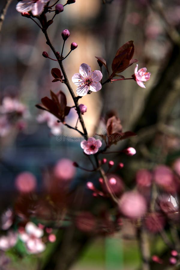 Cherry Tree Branch in Bloom Stock Photo - Image of garden, flora: 213499132