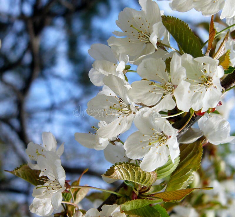 Cherry Tree Branch In Bloom Picture. Image: 3710024