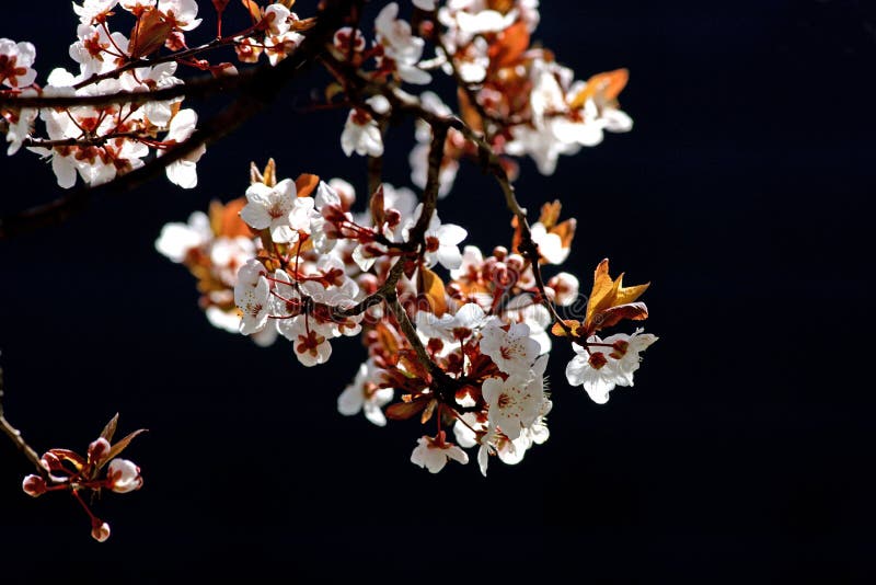 Cherry Tree Branch in Bloom Stock Photo - Image of isolated, natural ...