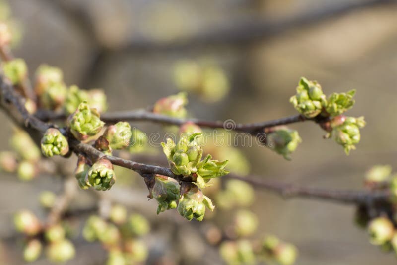Cherry Tree Branch with Buds. Spring Background with Fresh Leaves ...