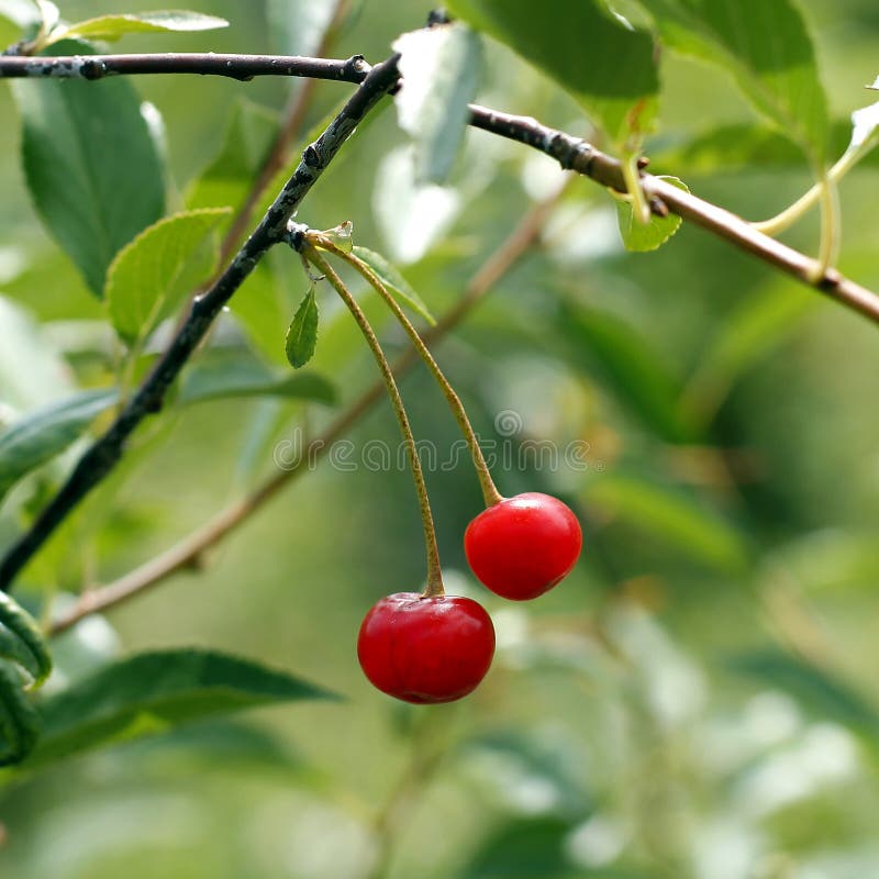 Cherry tree branch stock photo. Image of close, closeup - 39323566