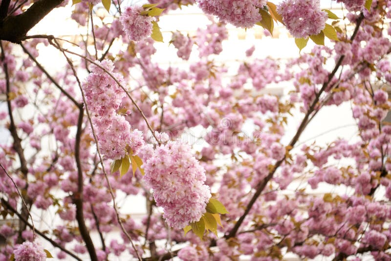 Cherry Tree Branch at Cherryblossom in Bonn Stock Image - Image of ...