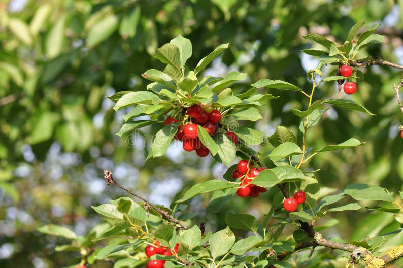 Cherry on a tree branch stock image. Image of cerasus - 118826101