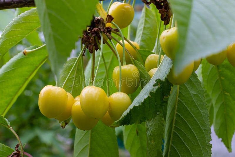 Cherry Tree Branch with Ripe Large Fruits Stock Photo - Image of fruit ...