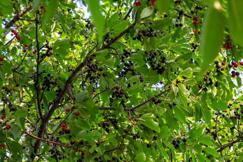 Cherry Tree Branch with Ripe Large Fruits Stock Image - Image of ...