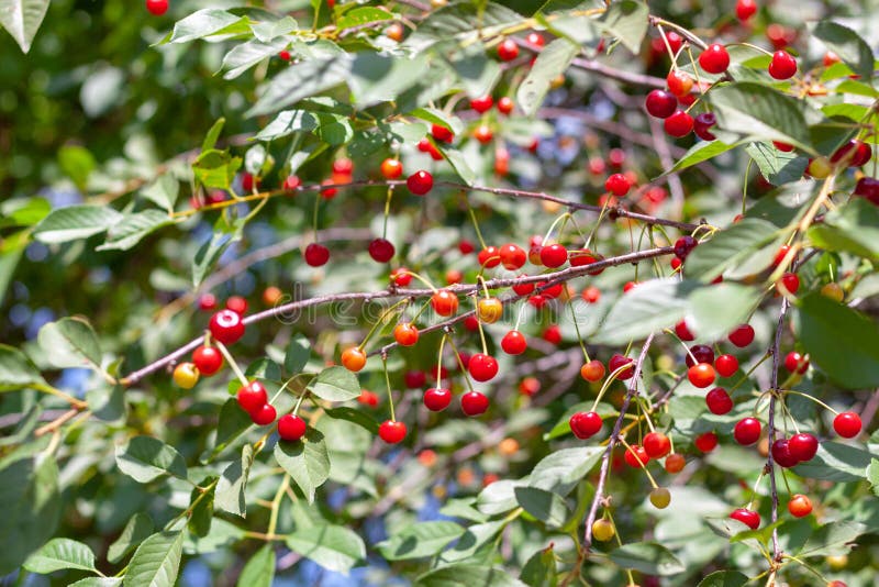 Cherry Tree Branch. Ripe Red Berries of Fruit Tree Stock Image - Image ...