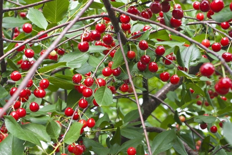 Cherry Tree Picture. Image: 32086027