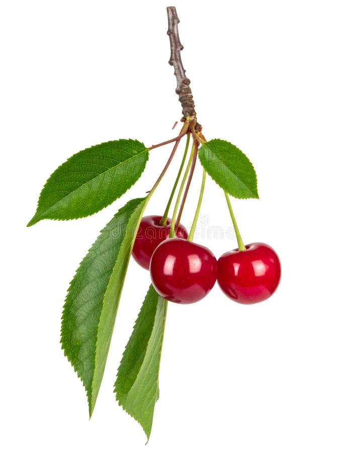 Cherry Tree Branch with Three Ripe Red Cherries and Green Leaves ...
