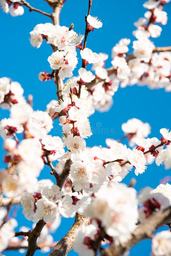 Cherry Tree Branches with Beautiful Flowers in Spring Stock Photo ...