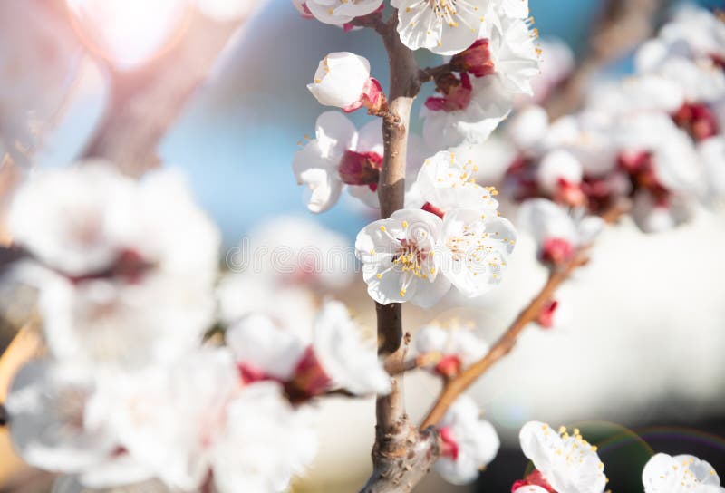 Cherry Tree Branches with Beautiful Flowers in Spring Stock Image ...