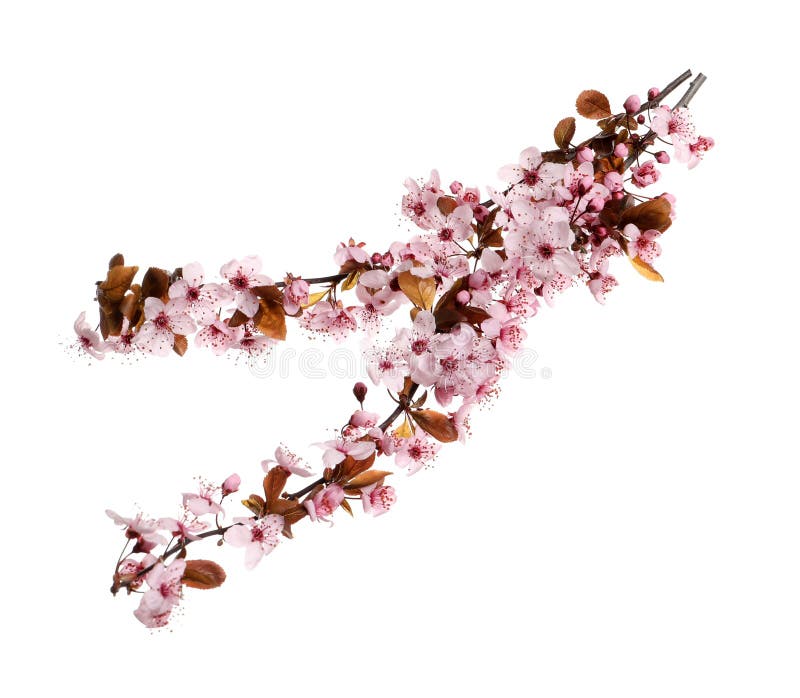 Cherry Tree Branches with Beautiful Pink Blossoms Isolated on White ...