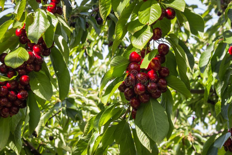 Cherry Tree with Branches Full of Ripe Dark Red Cherries and Blurred ...