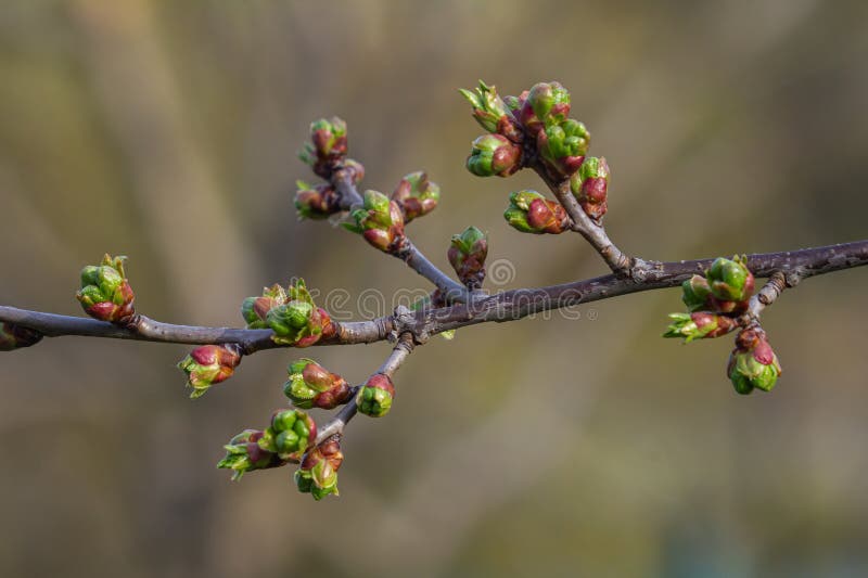 Cherry Tree Buds Begin To Bloom in Spring Showcasing Vibrant Colors and ...
