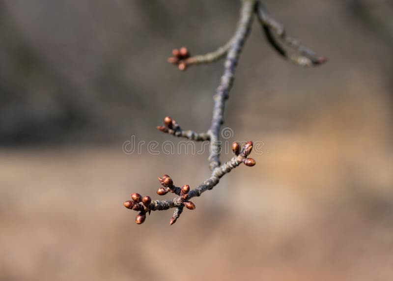 Cherry tree buds close up stock image. Image of orchard - 245421731