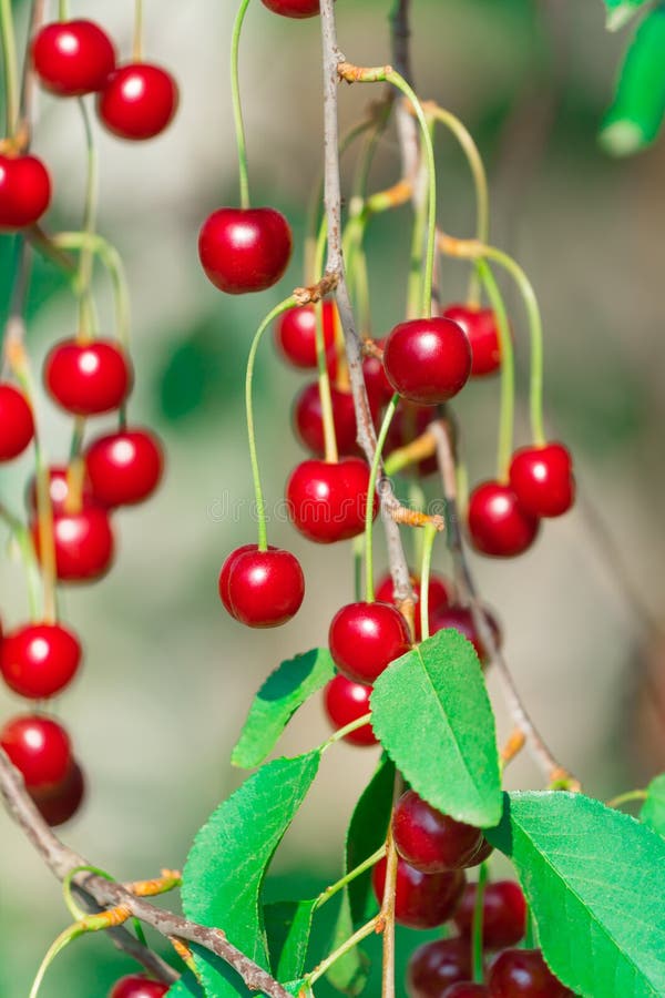 Cherry Tree with a Bunch of Ripe Berries. Stock Photo - Image of ...