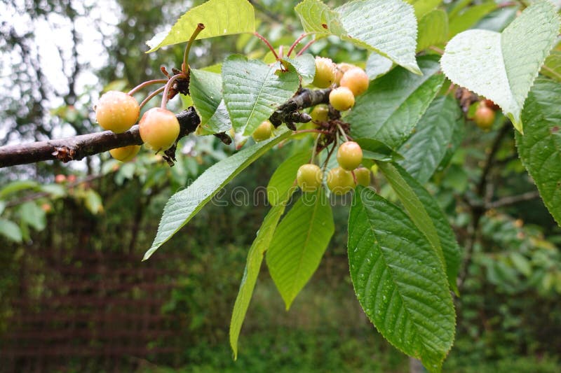 Cherry Tree with Cherries Growing in the Backyard Garden. Cherry Tree ...