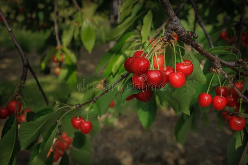 Cherry Tree stock image. Image of farm, picking, stem - 254814603