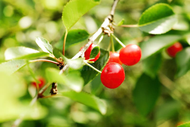 Red chery stock photo. Image of nature, desert, food - 101410882