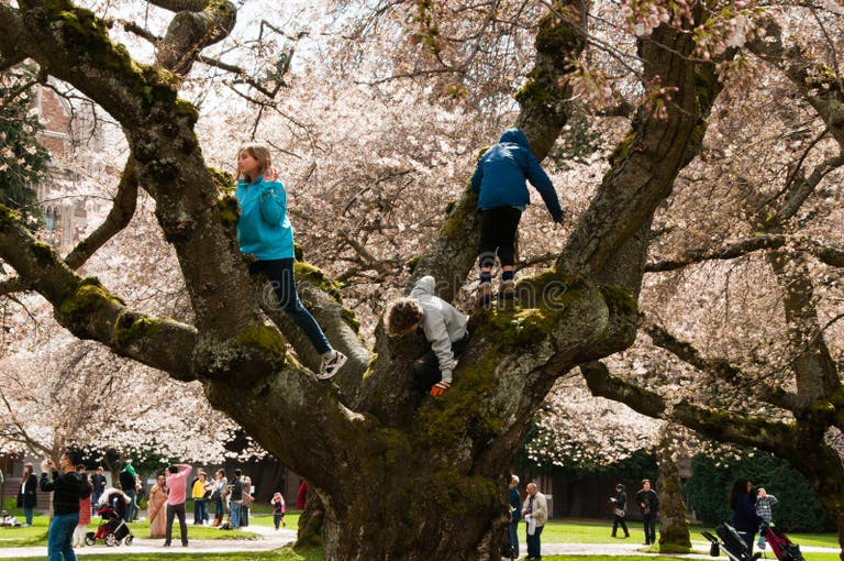 Cherry Tree Climbing at University of Washington Editorial Photo ...