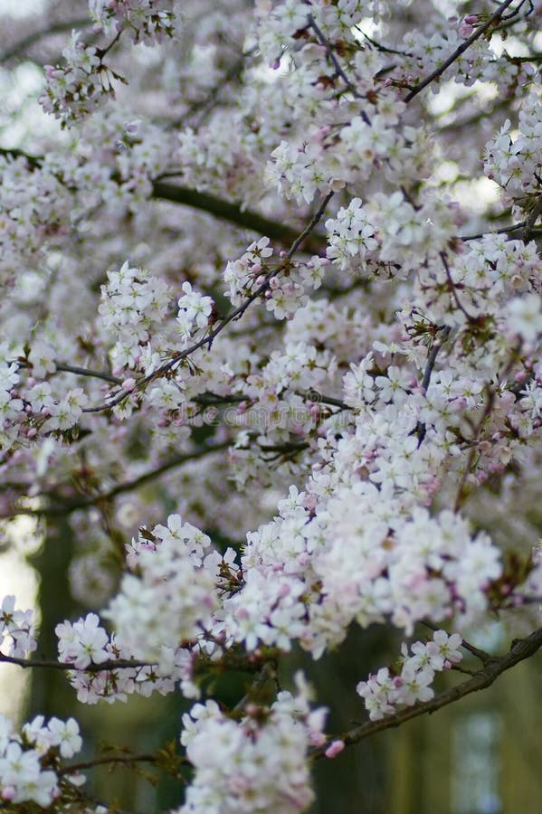 Cherry tree stock image. Image of bloom, branches, cherry - 70146187