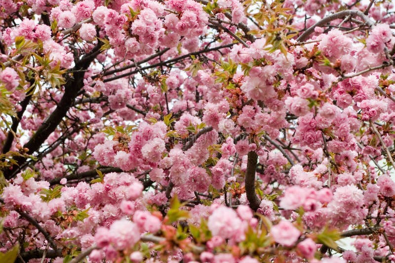 Cherry tree stock image. Image of bloom, branches, cherry - 70146187